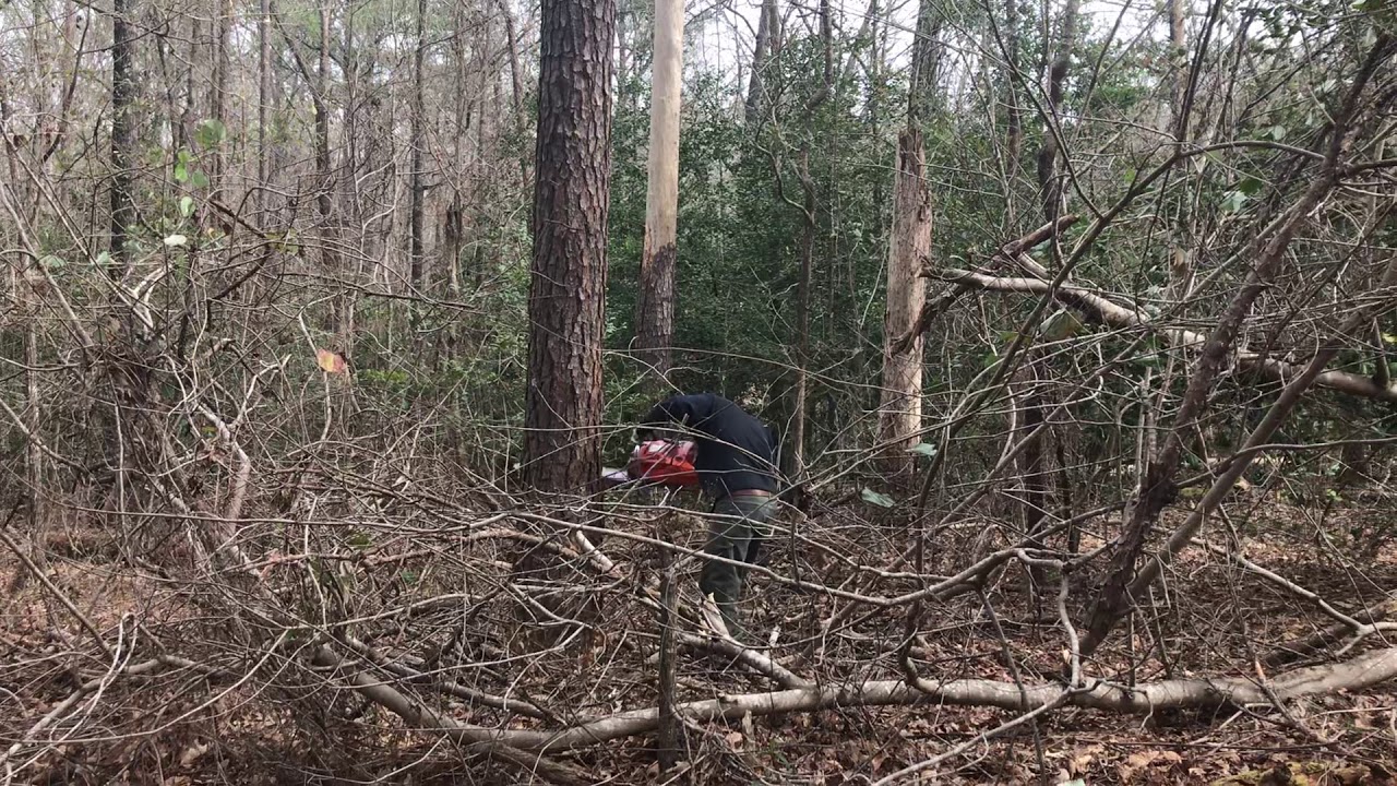 OSHA approved tree removal - YouTube