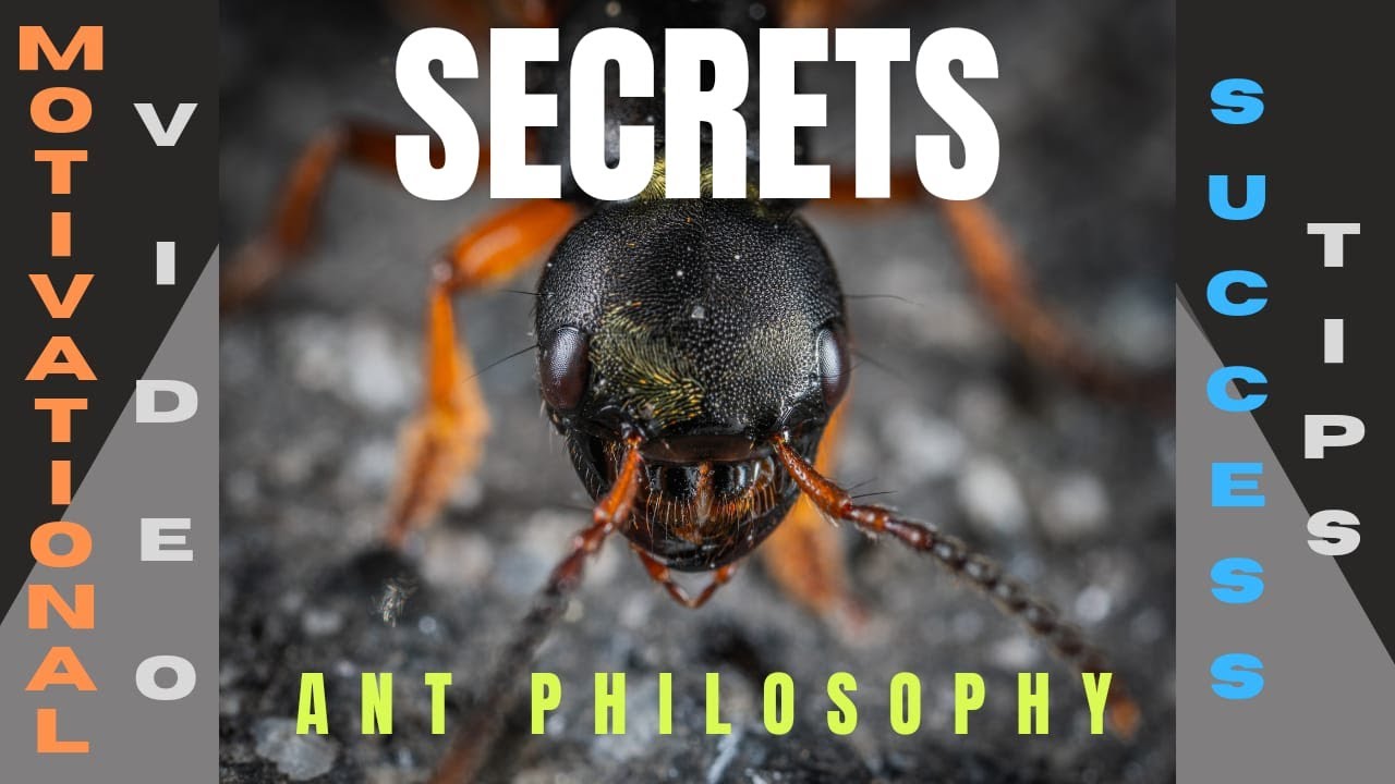 The Ant Philosophy – Success Tips – Motivation - AE Studio - YouTube