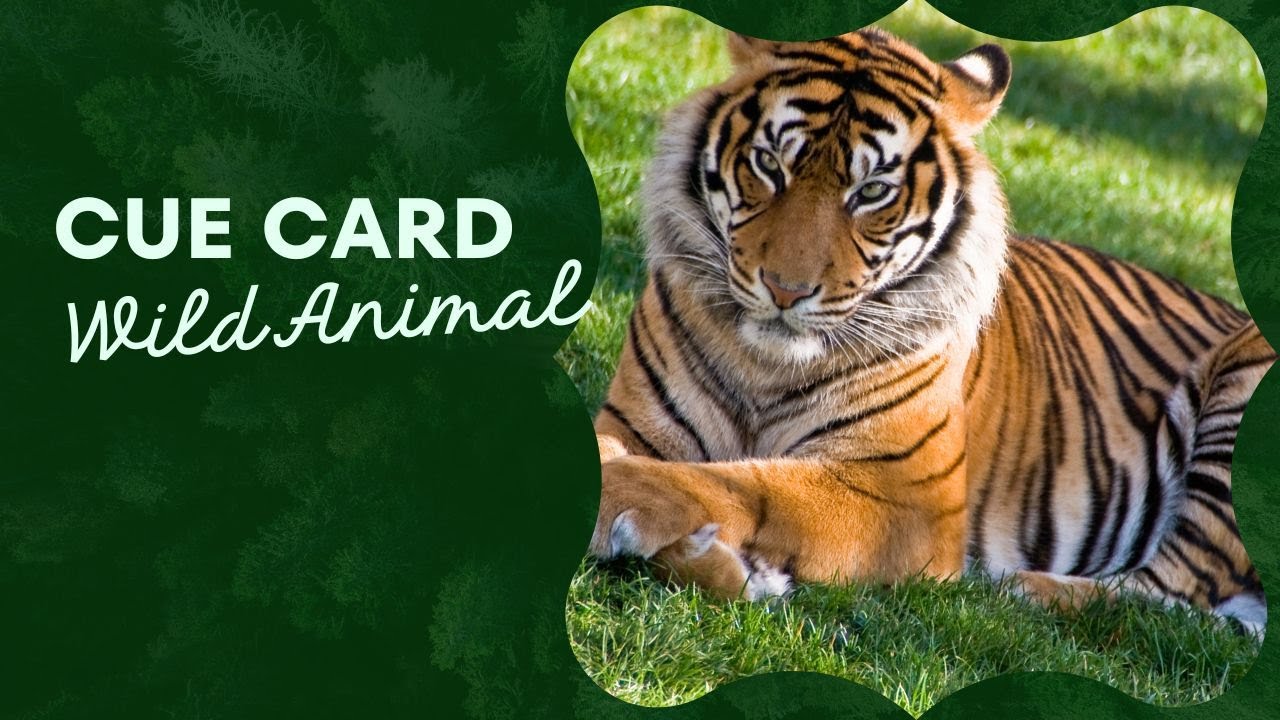 IELTS II SPEAKING II IMPORTANT II CUE CARD II WILD ANIMAL II MUST WATCH ...
