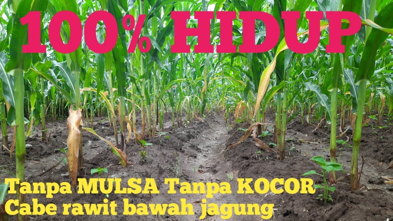 100% hidup..Tanam cabe Rawit Tumpangsari jagung || cara tanam cabe ...