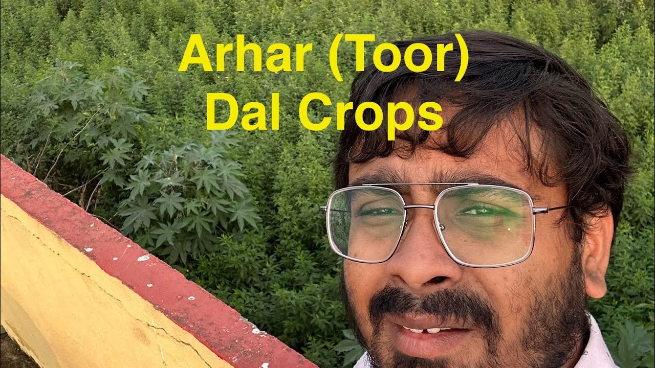 Arhar Dal | Tur Dal | Plant 🌱 | Crops | Vlogs - YouTube