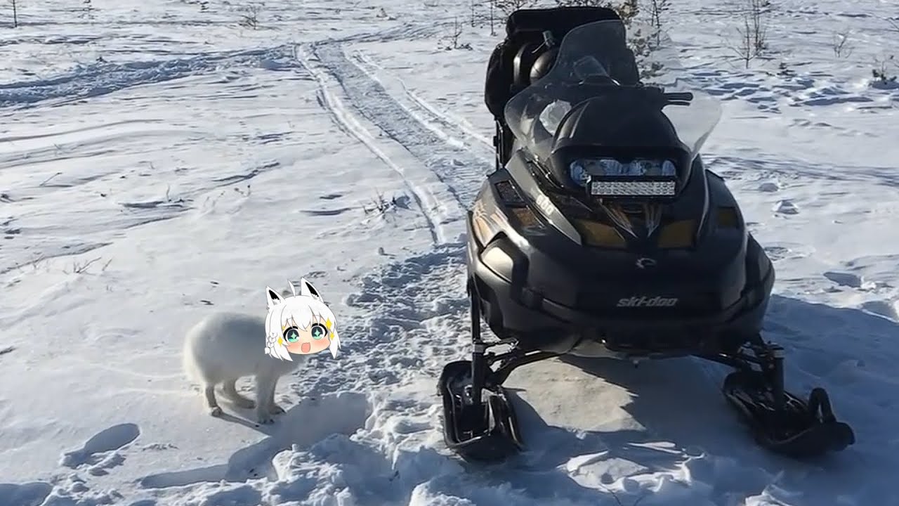 Fubuki fox want that car | Animal hololive - YouTube
