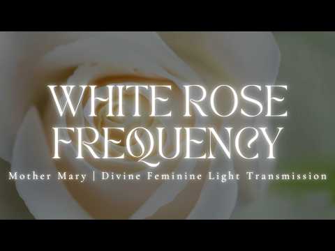 WHITE ROSE FREQUENCY | Mother Mary 🕊️🪽 Divine Feminine Light Transmission | 528hz