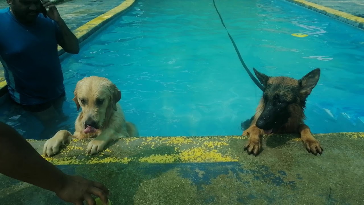 Astro vulcan first day swimming german shepherd & golden Retriever ...