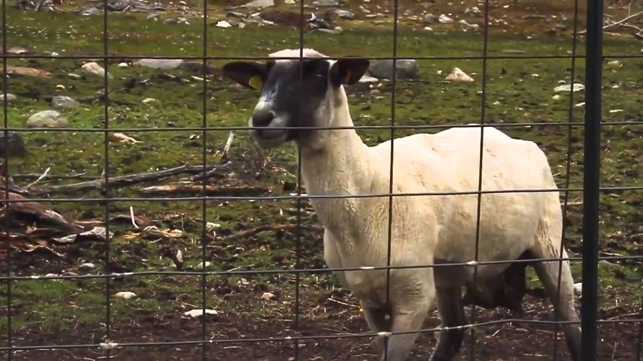 The Screaming Sheep (Pecora che urla) - YouTube