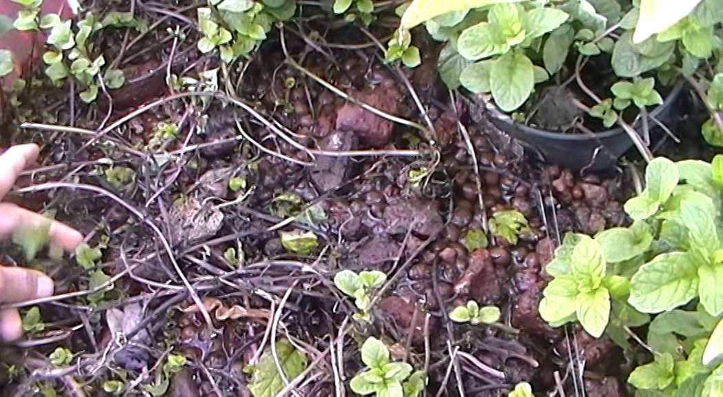how to grow Mint in beds and aquaponic in Florida Zone - YouTube
