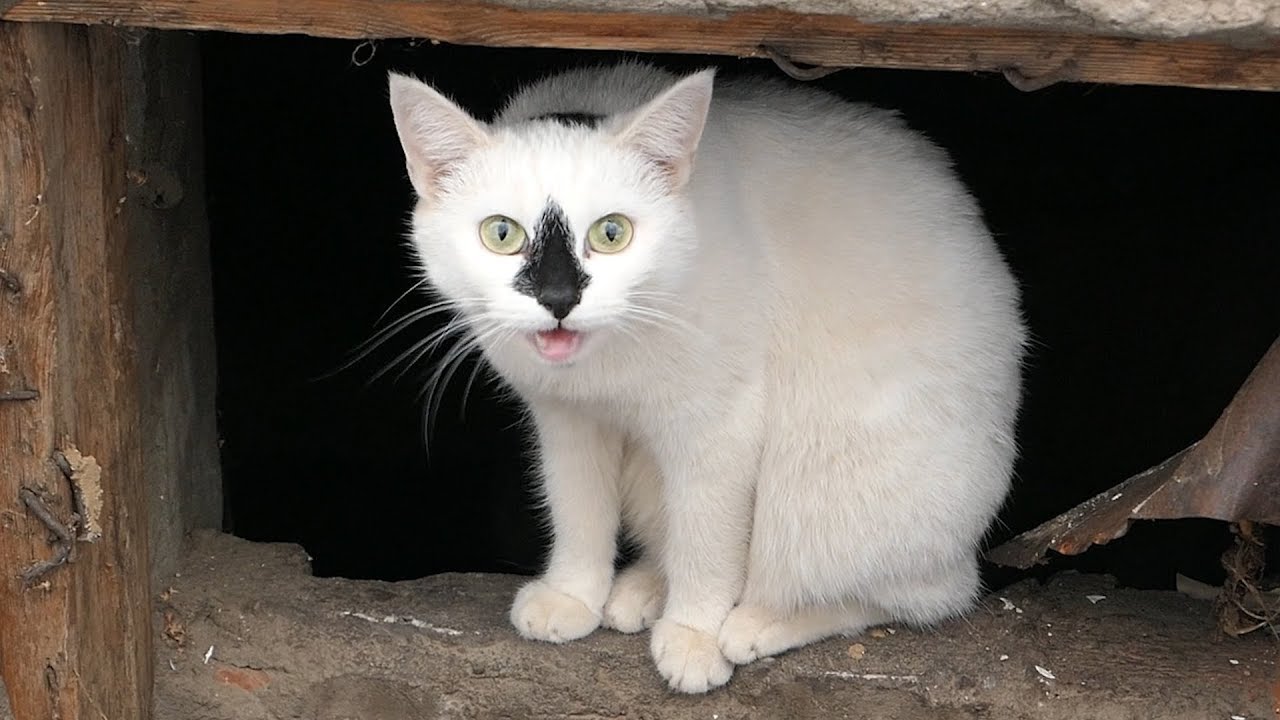 White cat and her friends - YouTube