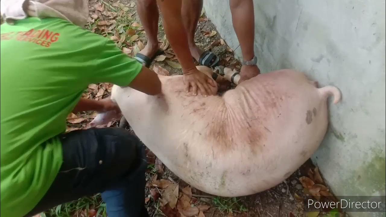 pag katay namin ng baboy - YouTube