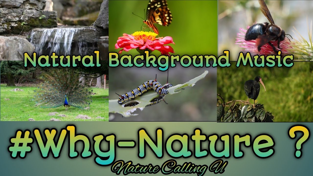 Free Natural Background Music |Vedio #Free_Natural #Background_Music # ...