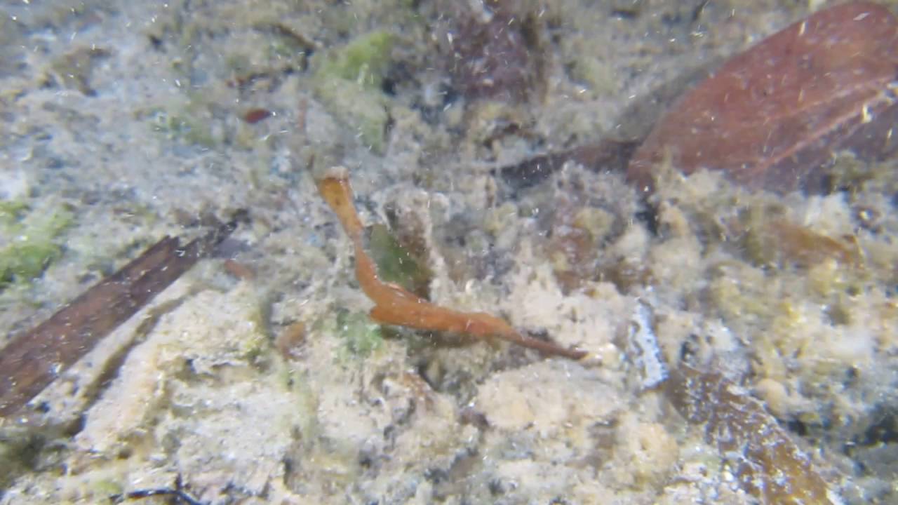Ghost pipefish, Guam - YouTube
