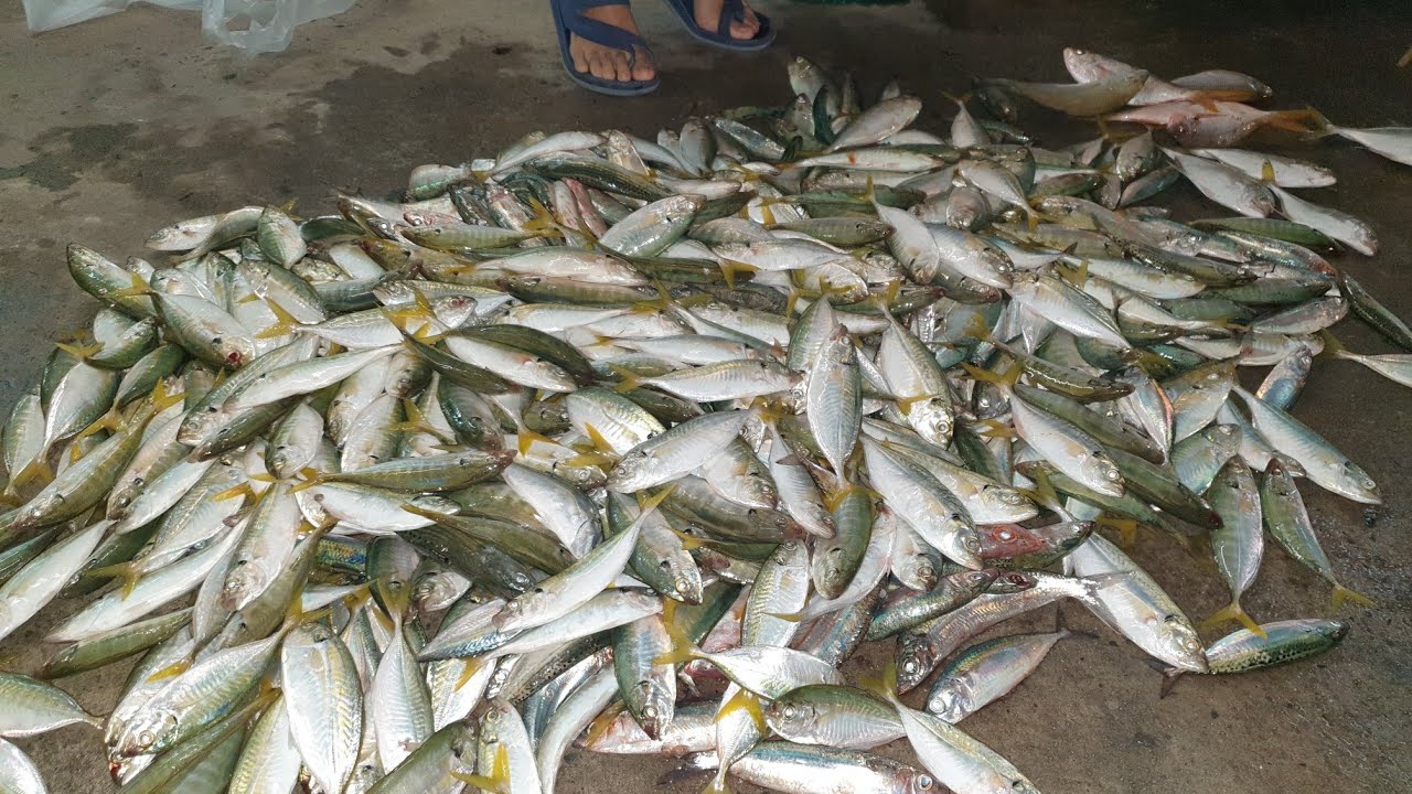 ตกปลา(ภูเก็ต) Phuket Fishing EP-1 - YouTube