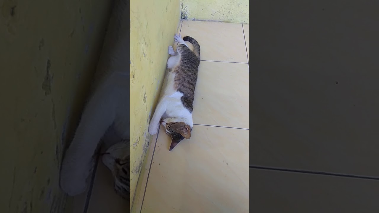 #kucing, malas bangun - YouTube