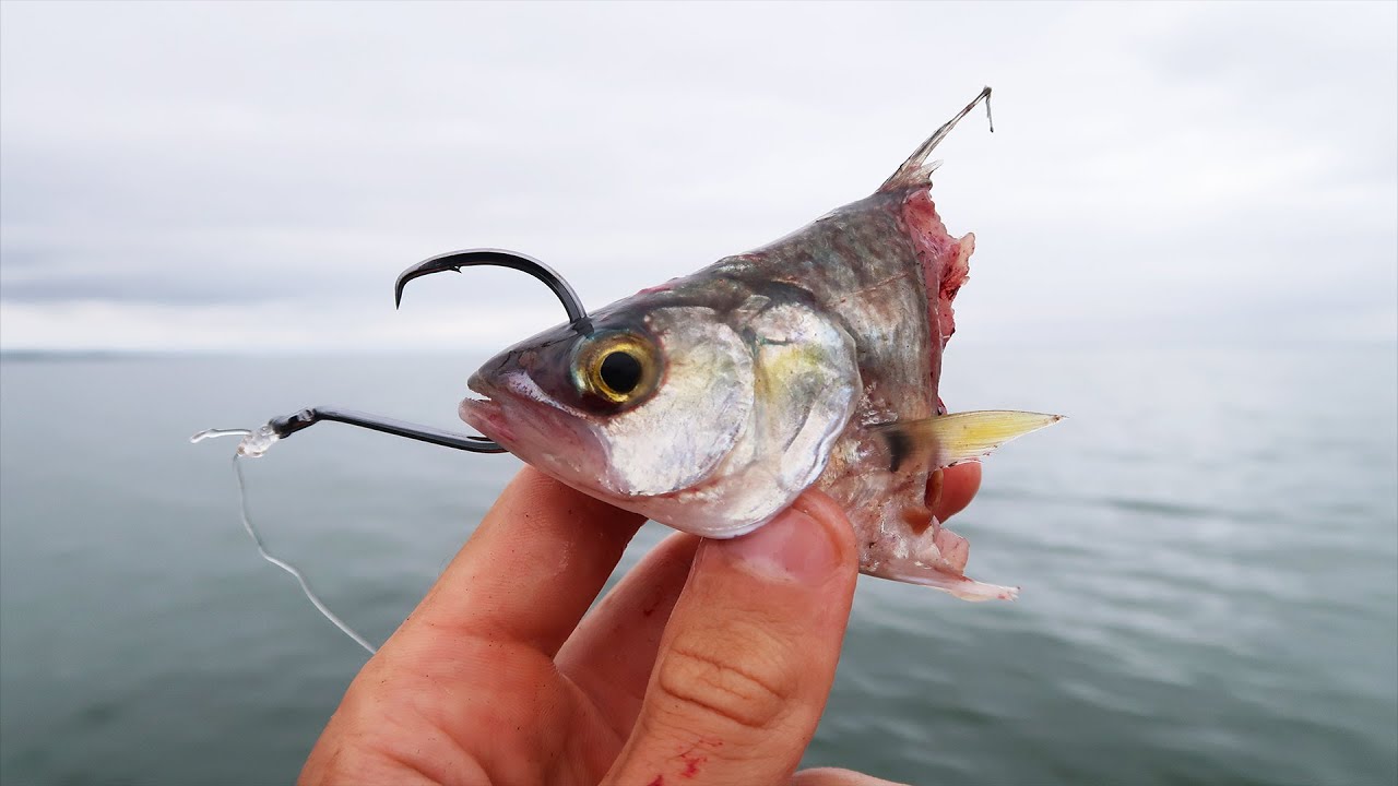 These Simple Baits Catch Big Fish!! - YouTube