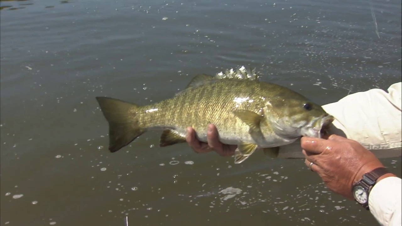 River Smallmouth Bass | Ontario - YouTube