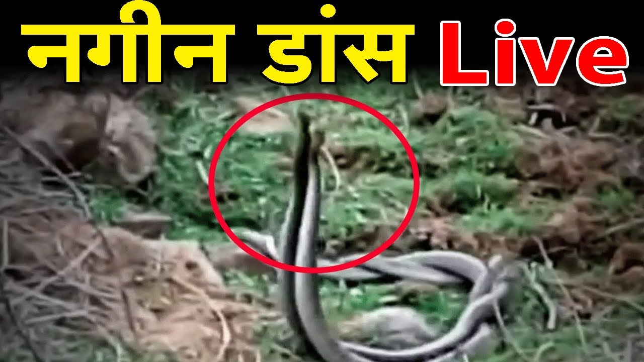 नगीन डांस Live देखिए...ATN LIVE INDIA - YouTube