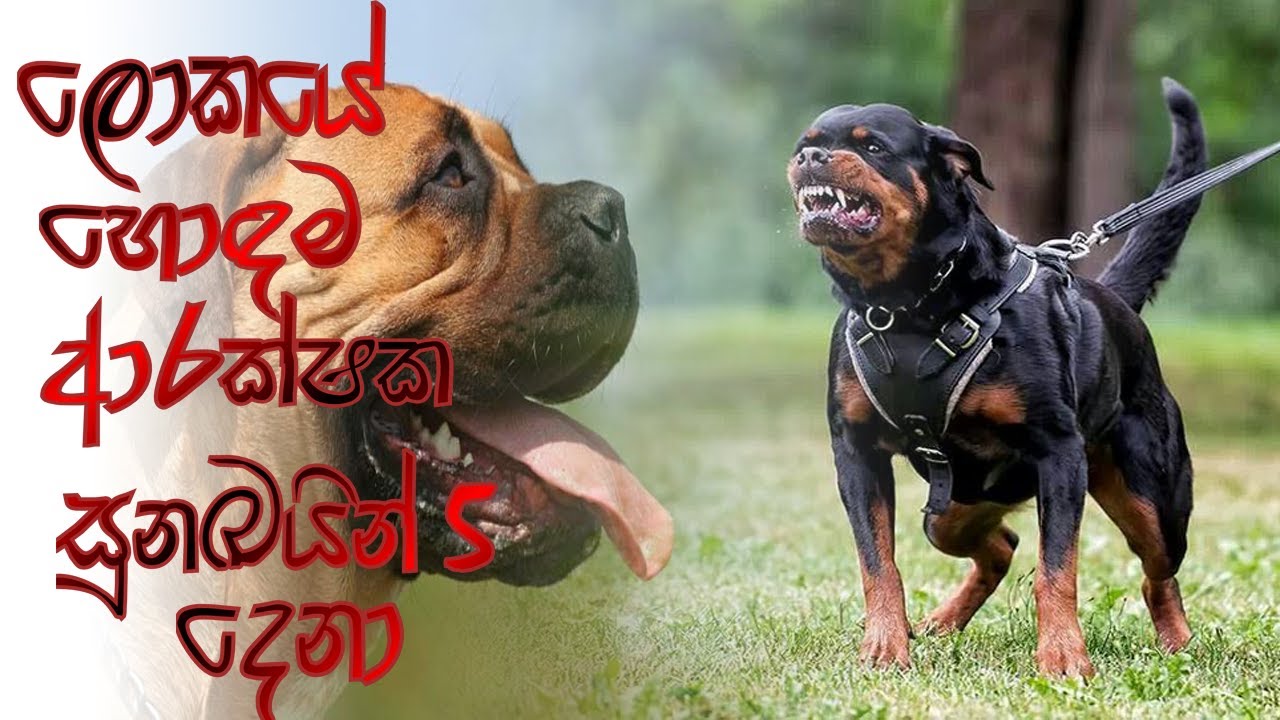 Here are the five best dog breeds in the world - YouTube