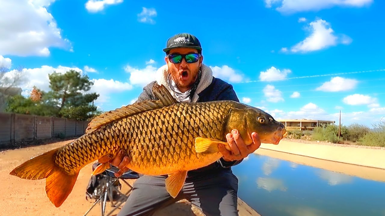 Catching Giant Carp In A Canal - YouTube