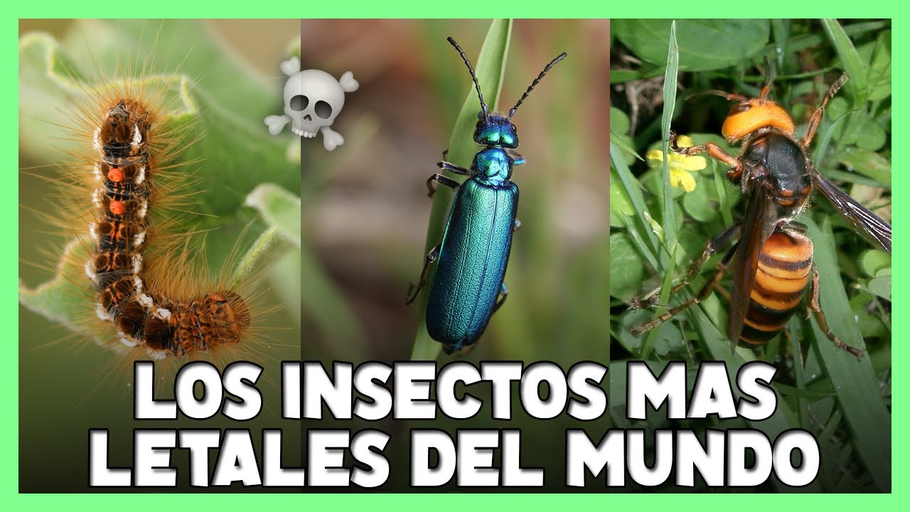 Los 10 INSECTOS MÁS PELIGROSOS del MUNDO 🧪☠️ - YouTube