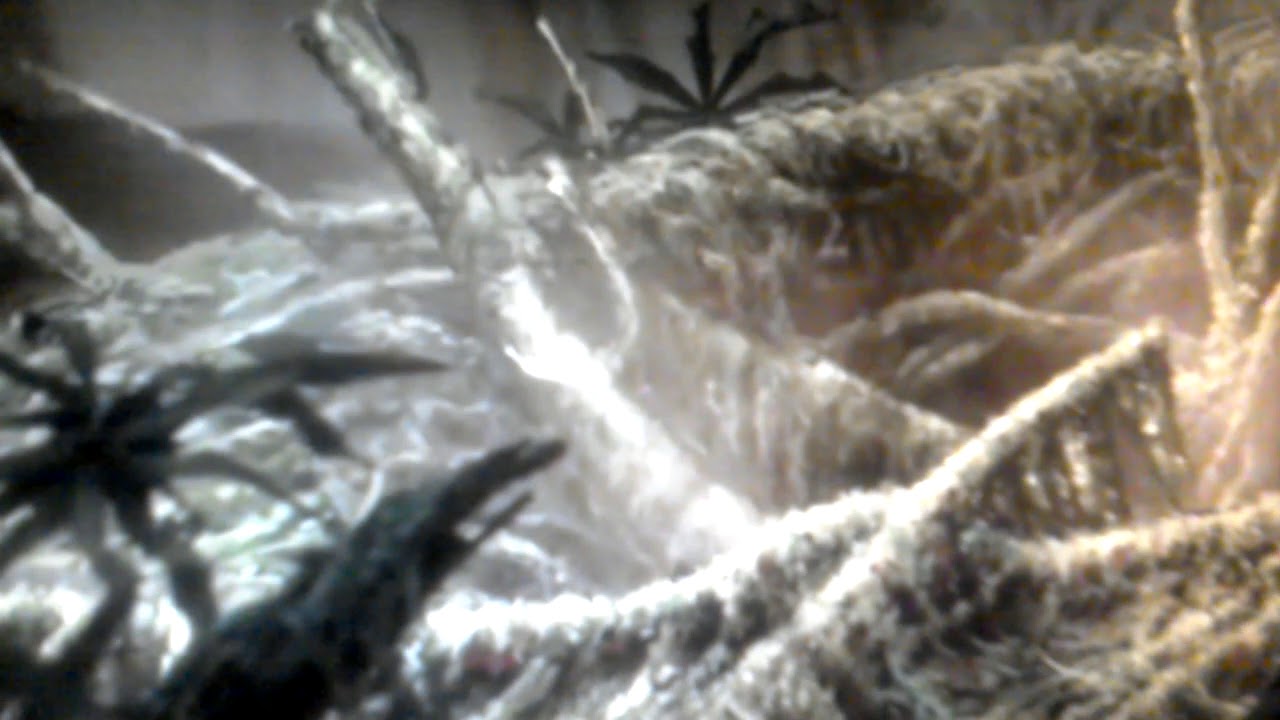 Tarzan sabor death - YouTube