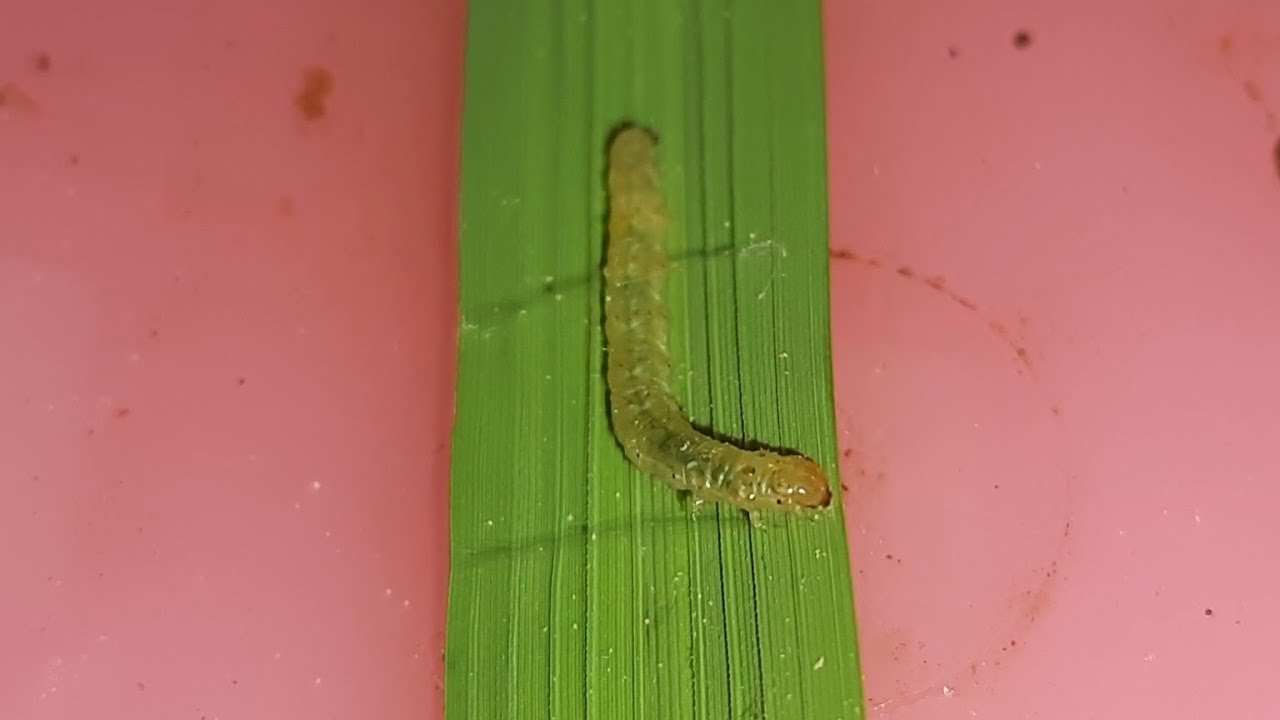 Paddy Leaf folder | Agri hack | Leaf roller caterpiller | leaf roller ...