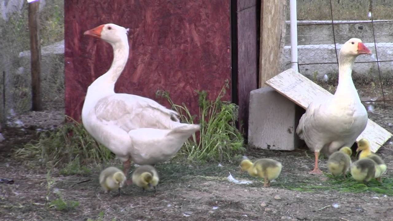 agresive gander fight ! best dancer - YouTube