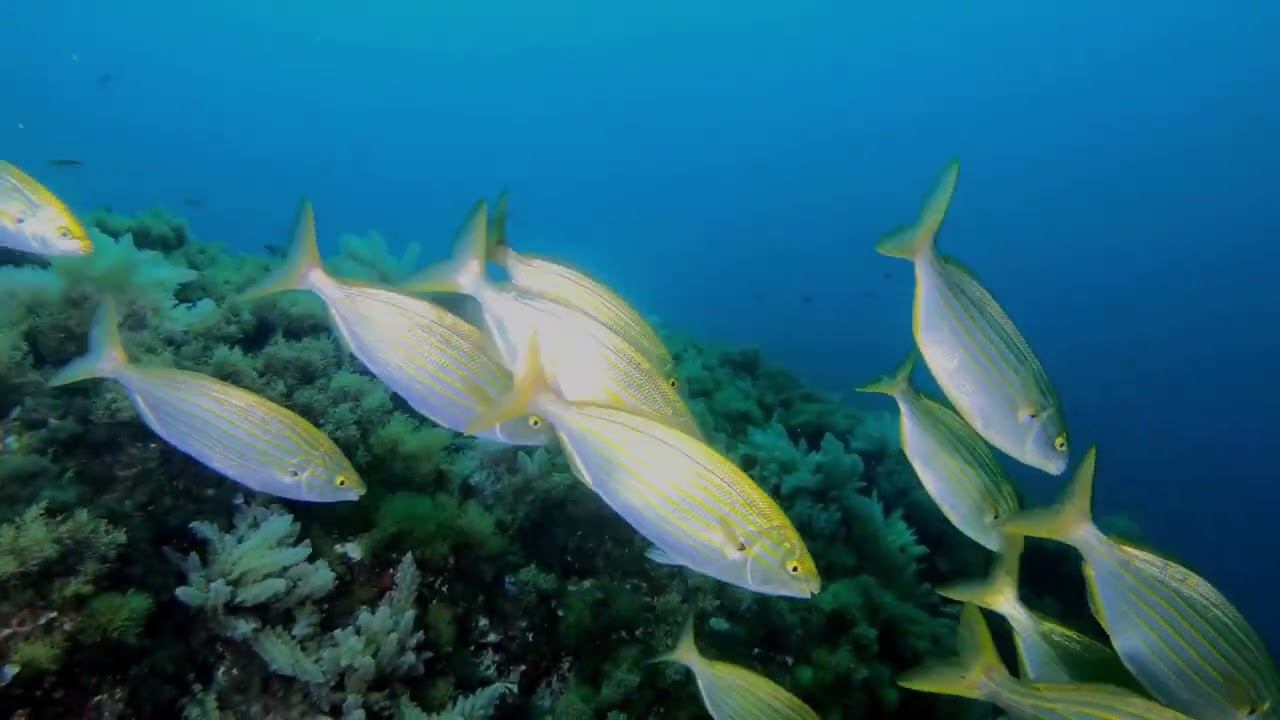 Unbelievable Underwater Wonders | 11 Minutes of Relaxation with 4K Deep ...