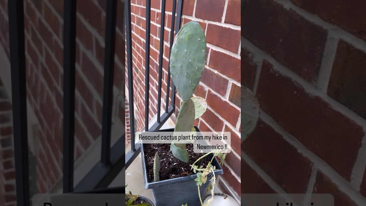 Don’t ever be guilty of killing a plant, growing them is a process of ...