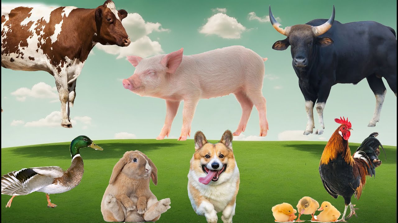 Farm Animals Sleep: Elephant, Chicken, Goat, Monkey,Puppies, Cows ...