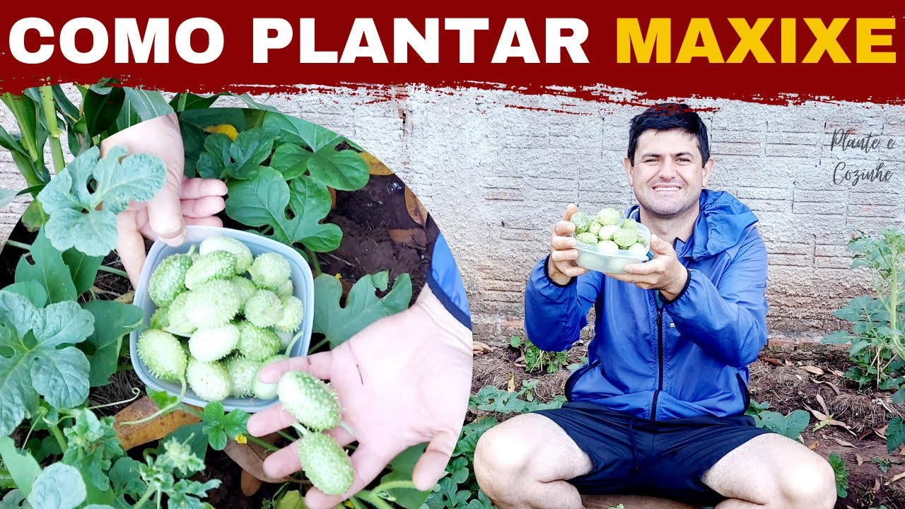 Como PLANTAR MAXIXE do norte orgânico em casa e ter uma PRODUÇÃO ...