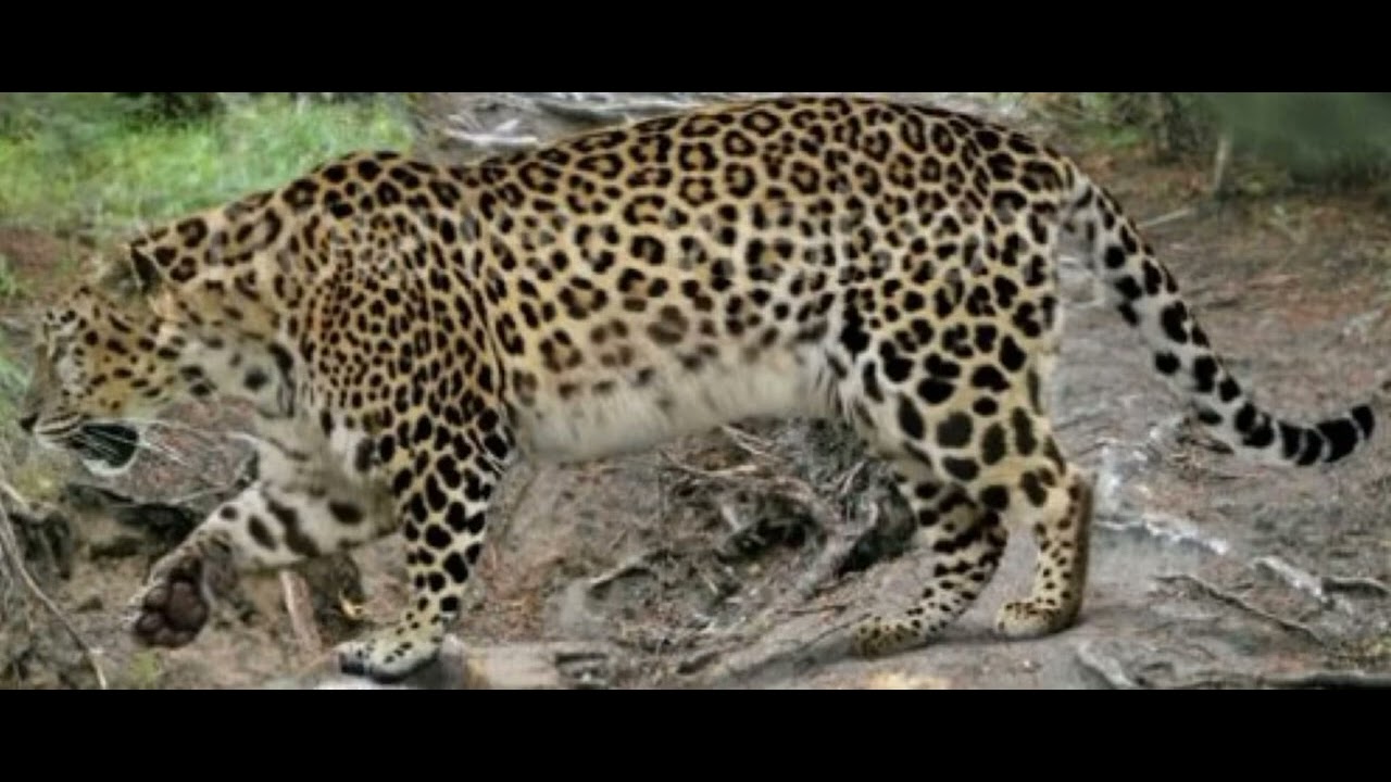 European Leopard Sound Effects 🐆 🔊 - YouTube
