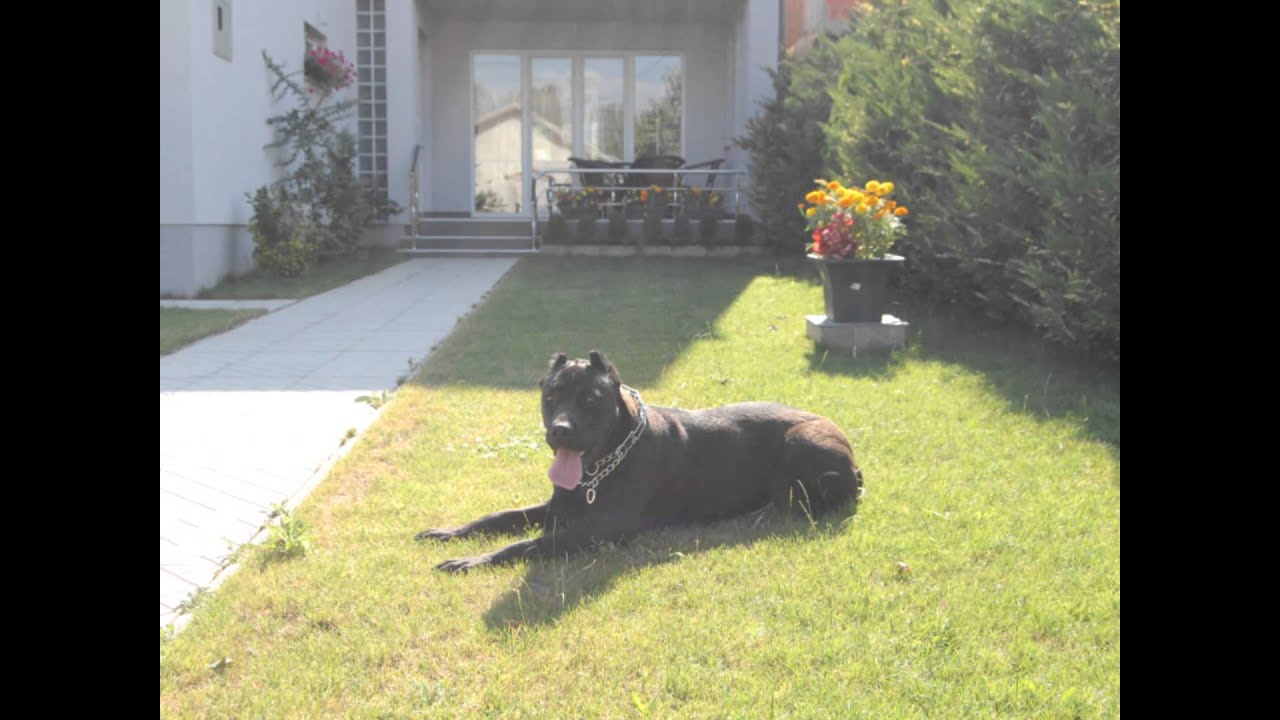 Cane Corso - Puma HD - YouTube