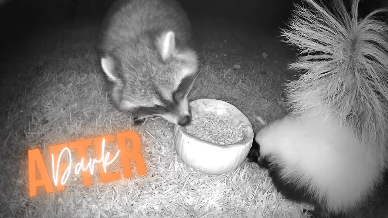After Dark: Pumpkin Treats for the Skunks, Opossums and Raccoons - YouTube