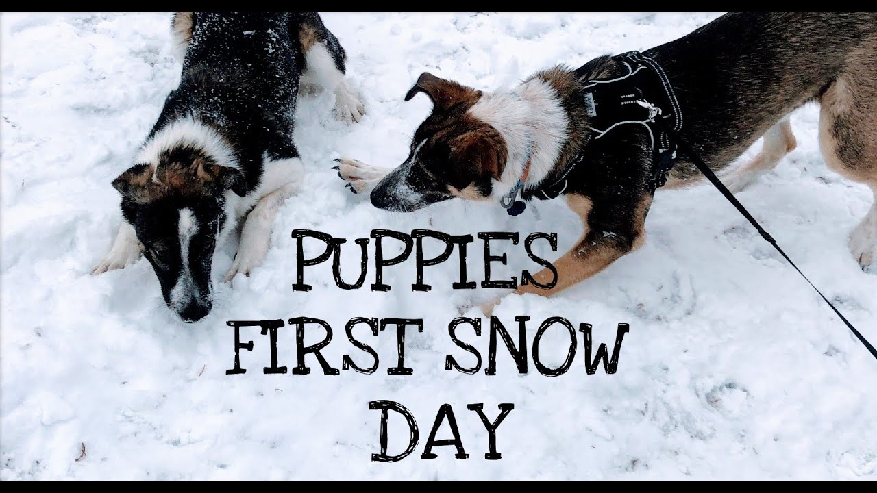 Let’s Go play in the Snow | Dogs 1st Snow Day experience 🐕🐶🐕‍🦺 ️ - YouTube