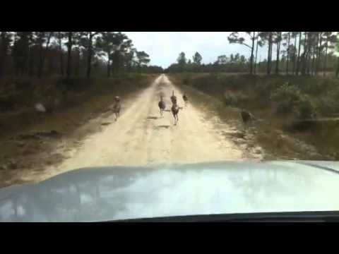 Three Lakes WMA - YouTube