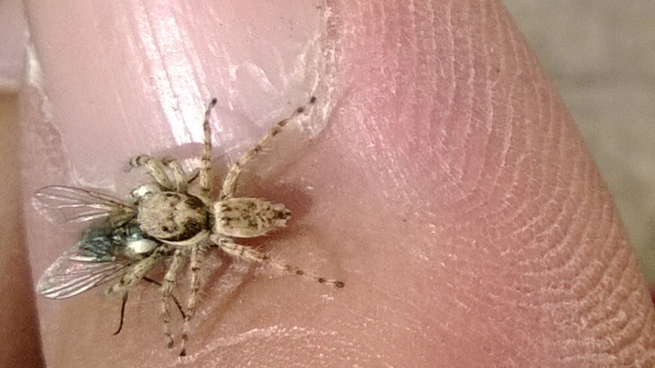 Spider on my Toe #spider #spiderandfly #insect - YouTube
