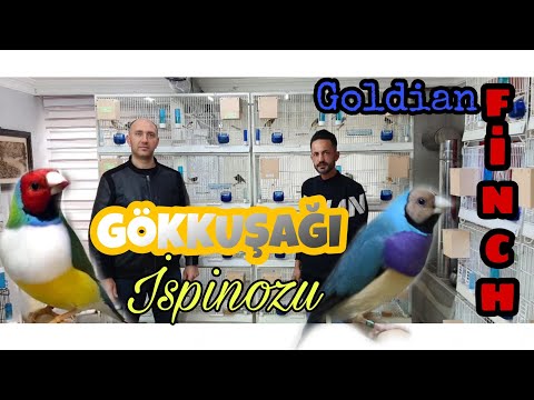 BİRBİRİNDEN MUHTEŞEM İSPİNOZ TÜRLERİ BU VİDEODA