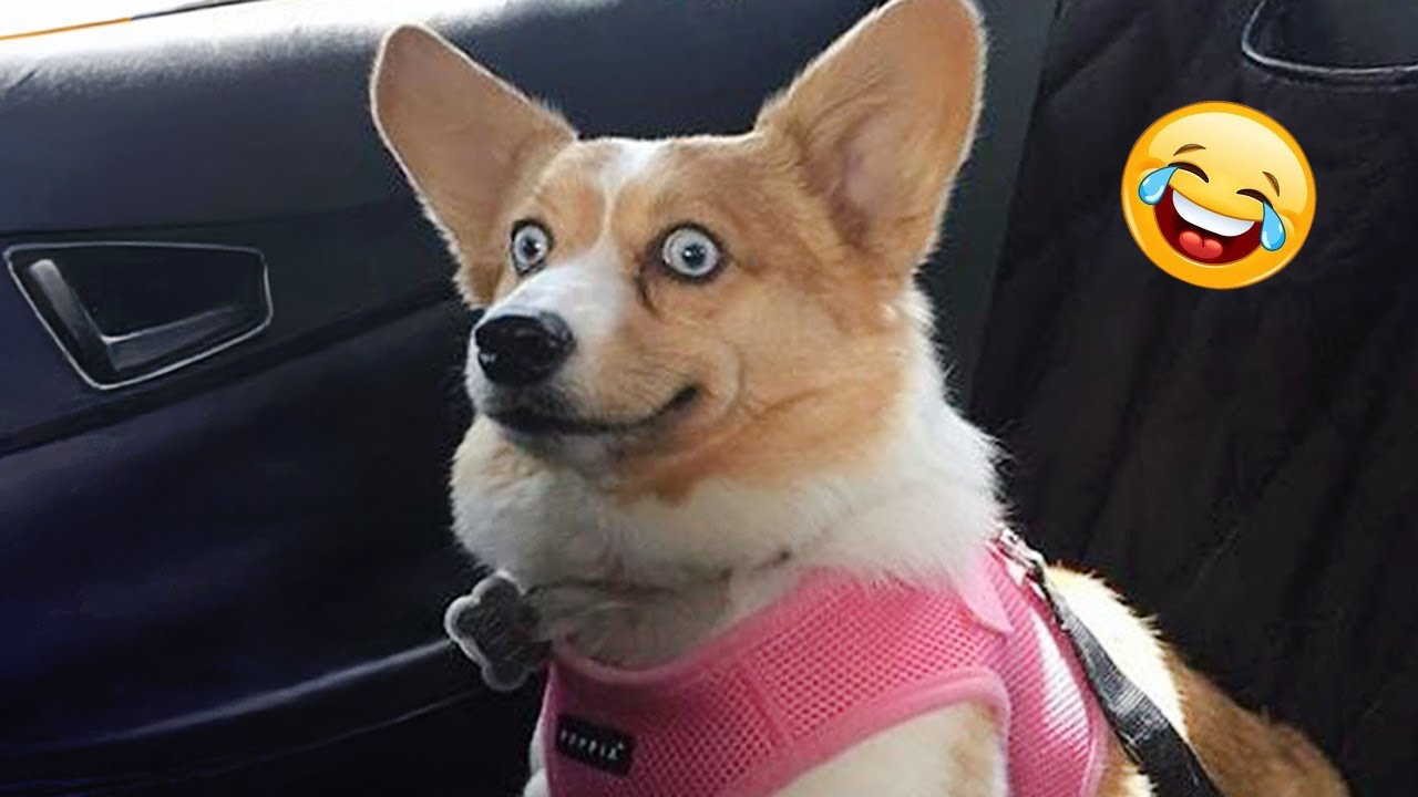 BEST OF THE MONTH #2 - 🤣😂Pets Who Think They're Human - Pet Fails That ...