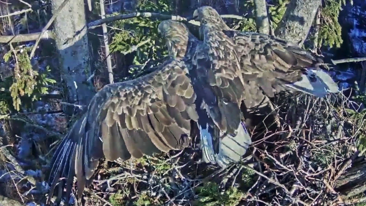 Ķemeru nacionālais parks~Rasene & Akacis preparing the nest together~10 ...