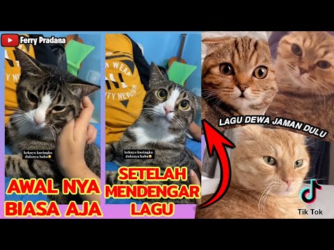 Reaksi Kucing Saat Mendengar Lagu Mesir Kuno - Kompilasi TikTok