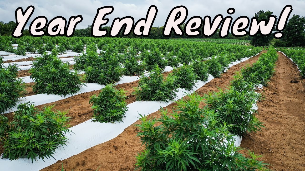 kentucky HEMP Farming Project 2019 | PALMETTO Berries | ANTLER GROW ...