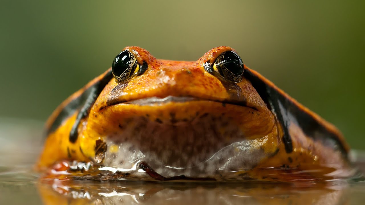 Top 50 curiozitati despre BROASTE - YouTube