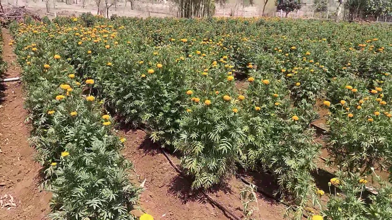 Marigold Farming - YouTube