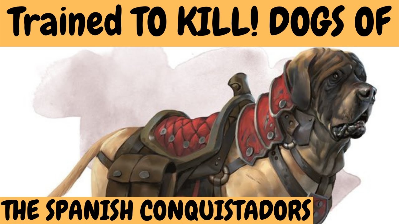 DOGS trained TO KILL -The Brutal Dogs of the Spanish Conquistadors ...