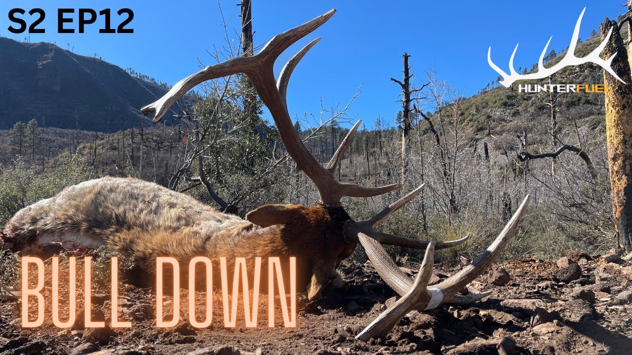 HUGE HEAVY BULL DOWN!!! 2022 AZ PUBLIC LAND ELK HUNTING!!! - YouTube
