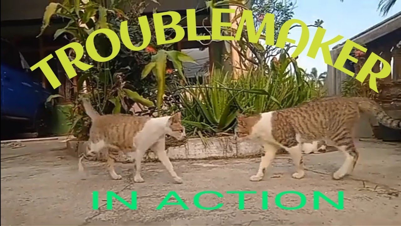 TROUBLEMAKER IN ACTION ( Biang Barbar Beraksi). Funny Cats Fight. - YouTube