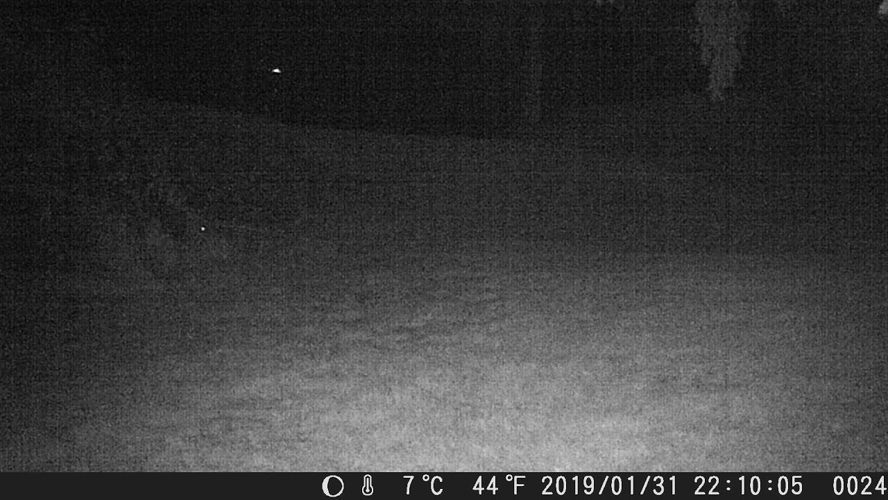 Kirkland Game Cam - 2019-01-31 22:10 - Rabbit - YouTube