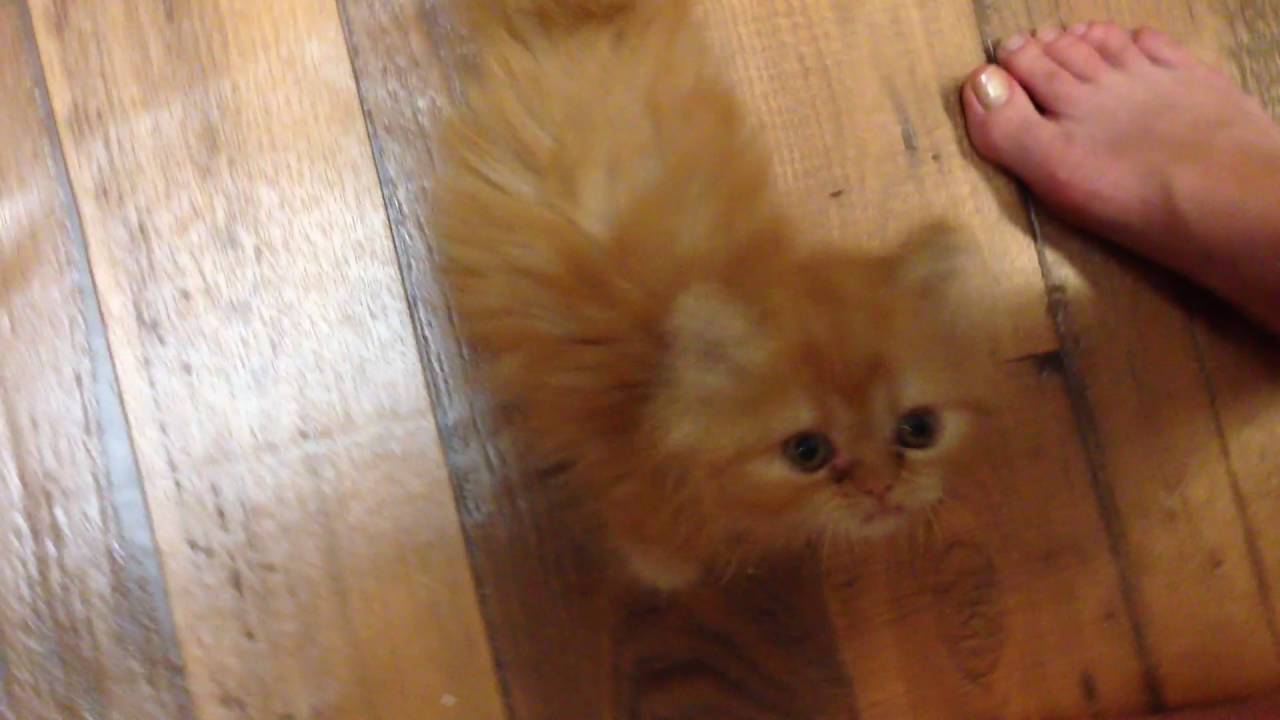 Persian kitten meow - YouTube