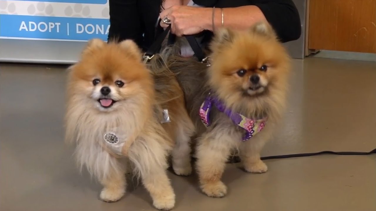 Animal Show 155 - LAPS Patti Dale Animal Shelter - YouTube