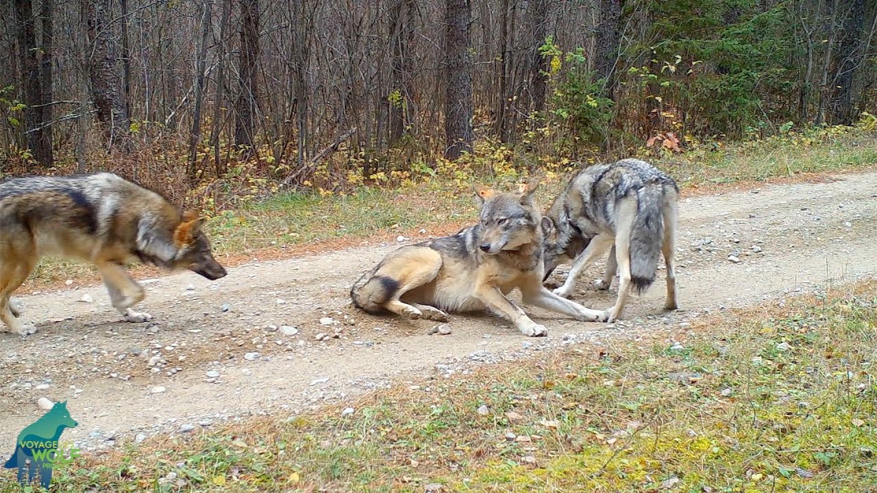 Yearling wolf and pups rolling around on the ground - YouTube