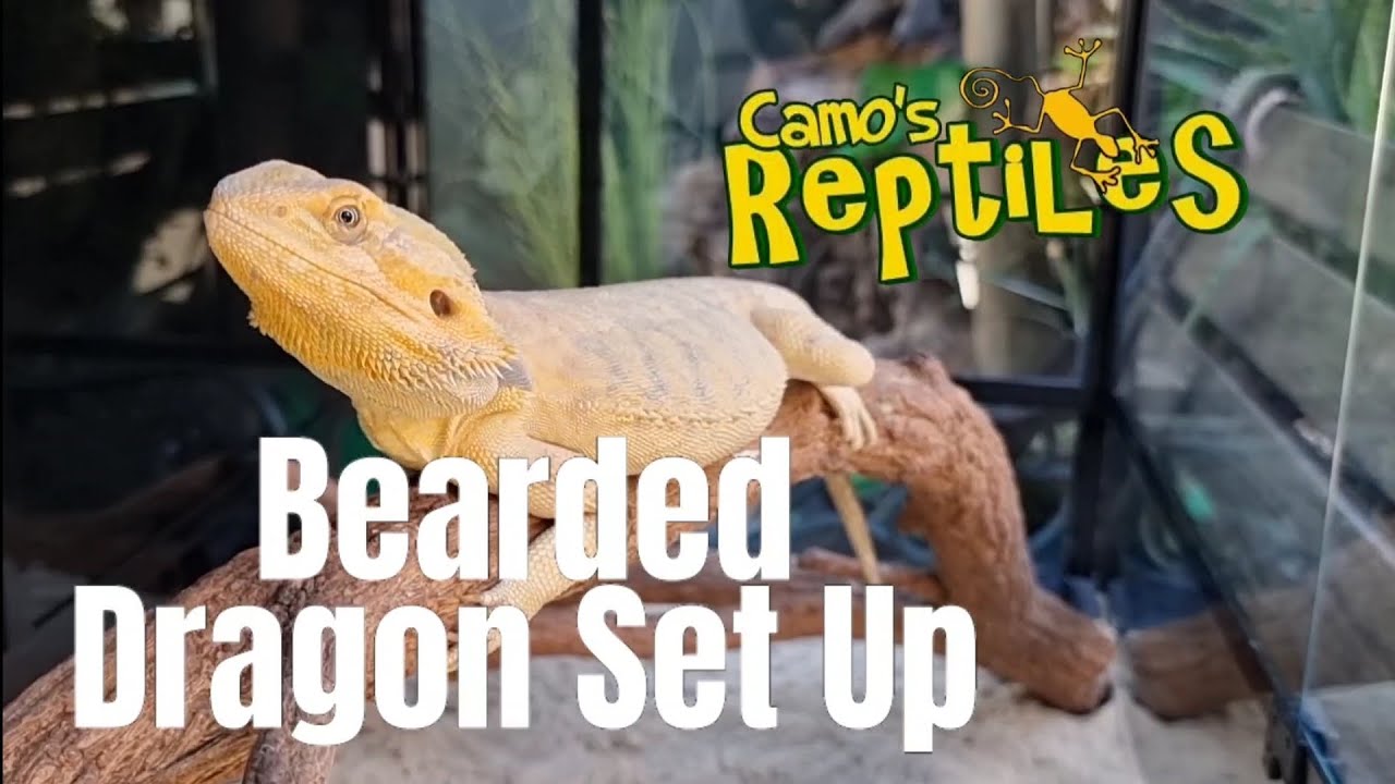 Camo's Reptiles Bearded Dragon Set Up - how to house and care for ...
